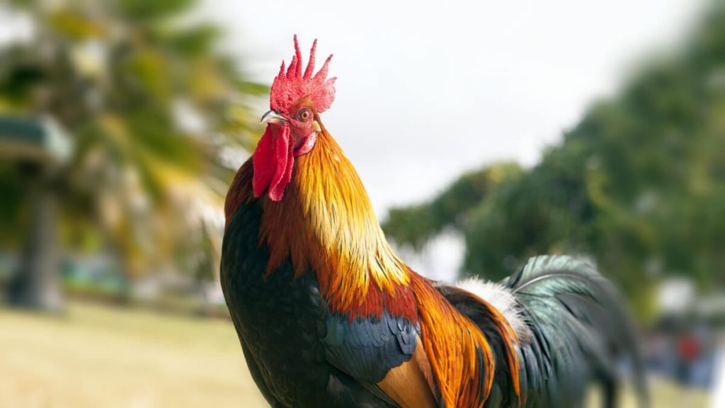 Yuxu Yozmaları 2025 - Yuxularının Mənasını Öyrən ️